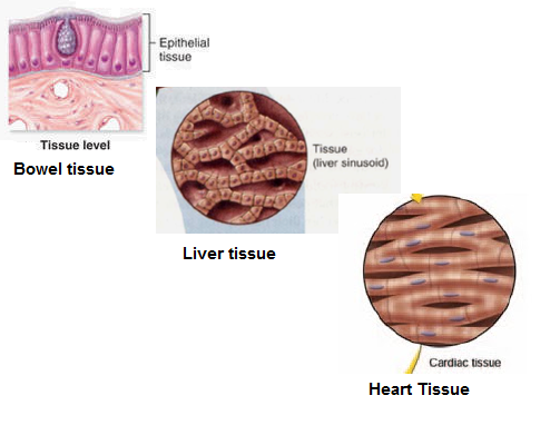Science Blog - 5th Year: May 2013