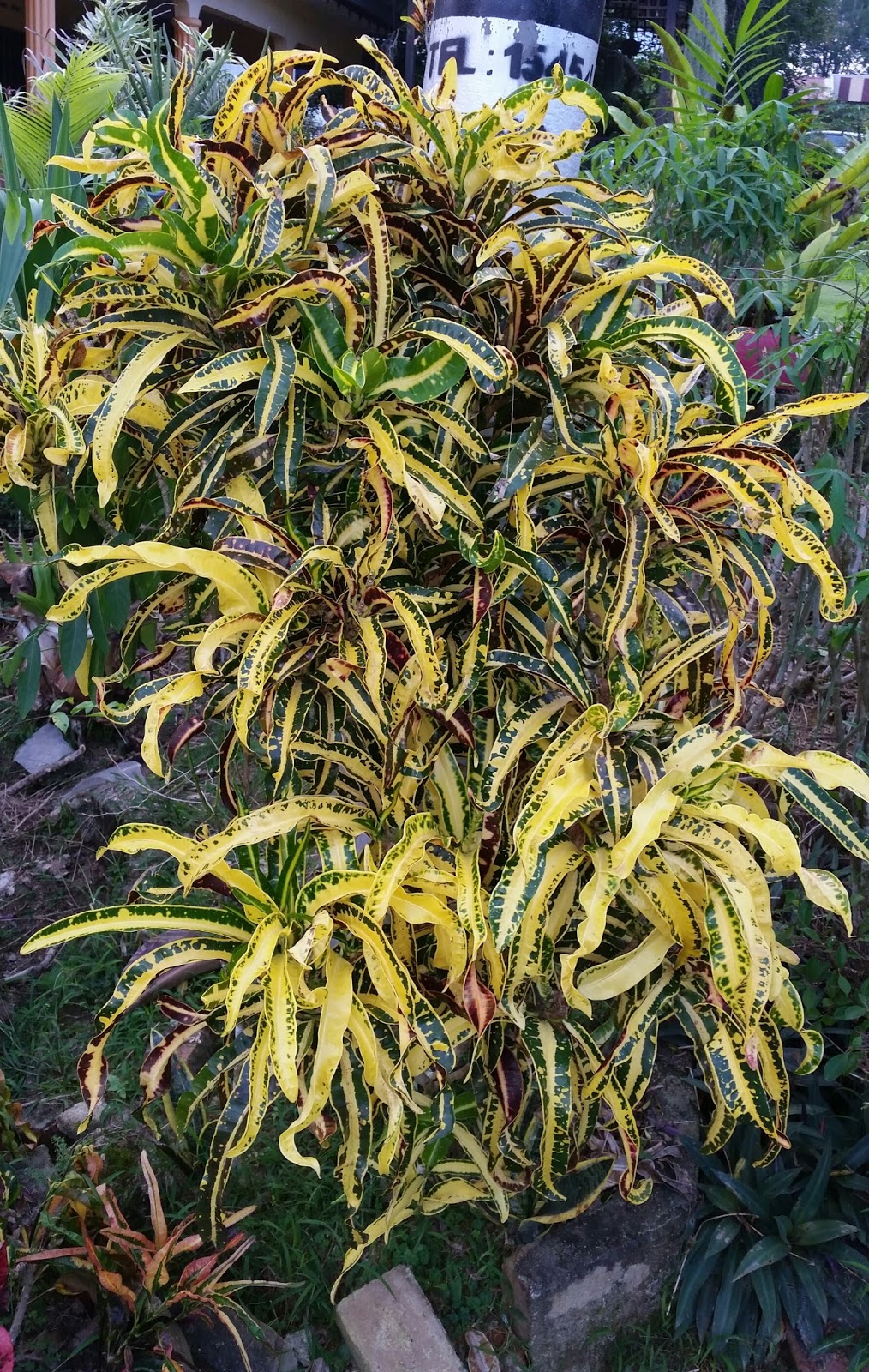 Warisan Petani: Pokok Puding.