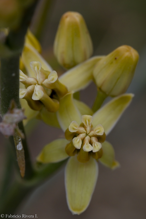 Flora de Baja California: DESIERTO