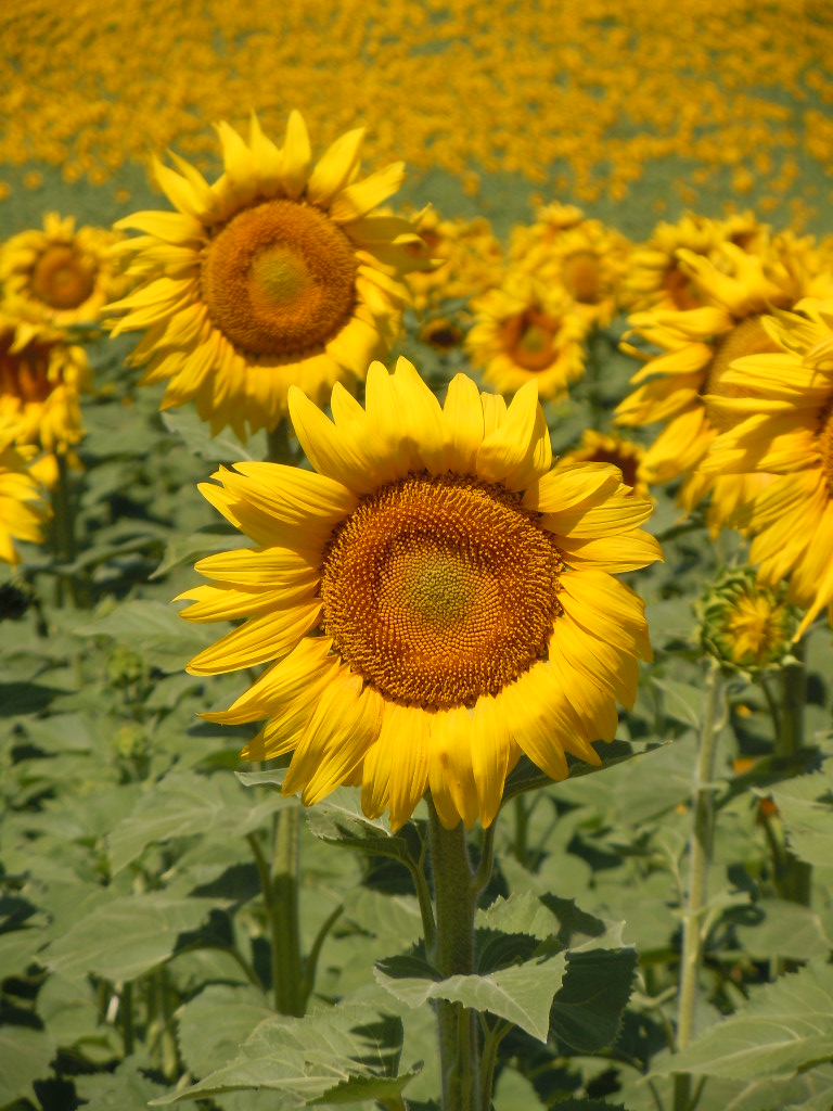 Cosa de dos: Girasoles y girasoles