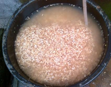 Manfaat Dan Kandungan Air Rebusan Kedelai Untuk Ternak - Ilmu Ternak