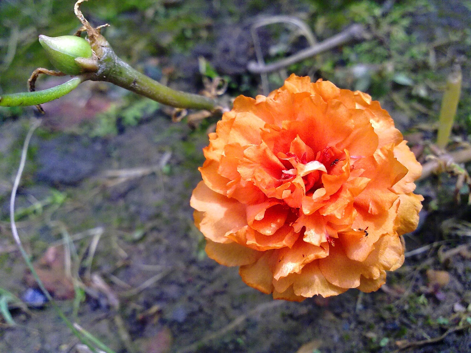 Kecantikan & Keunikan Bunga Desa - Relaks Minda