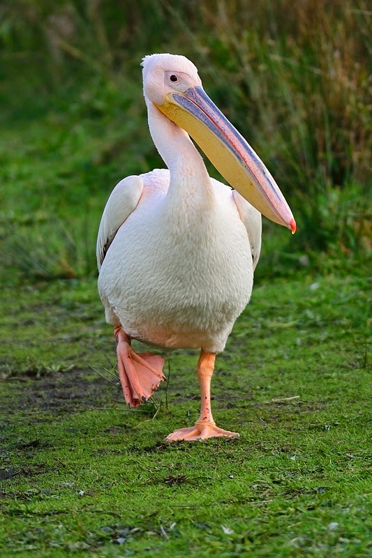 Outdoor Photography: Roze Pelikaan bij Callantsoog