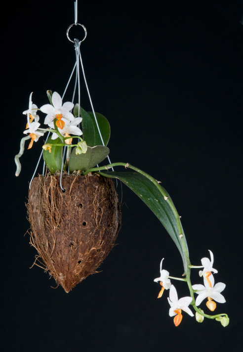 Give Orchids Coconut Water For Lush Blooms | THE COCONUT LOVERS MOJO