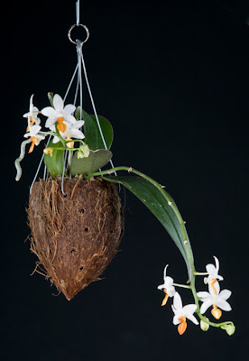 Give Orchids Coconut Water For Lush Blooms | THE COCONUT LOVERS MOJO