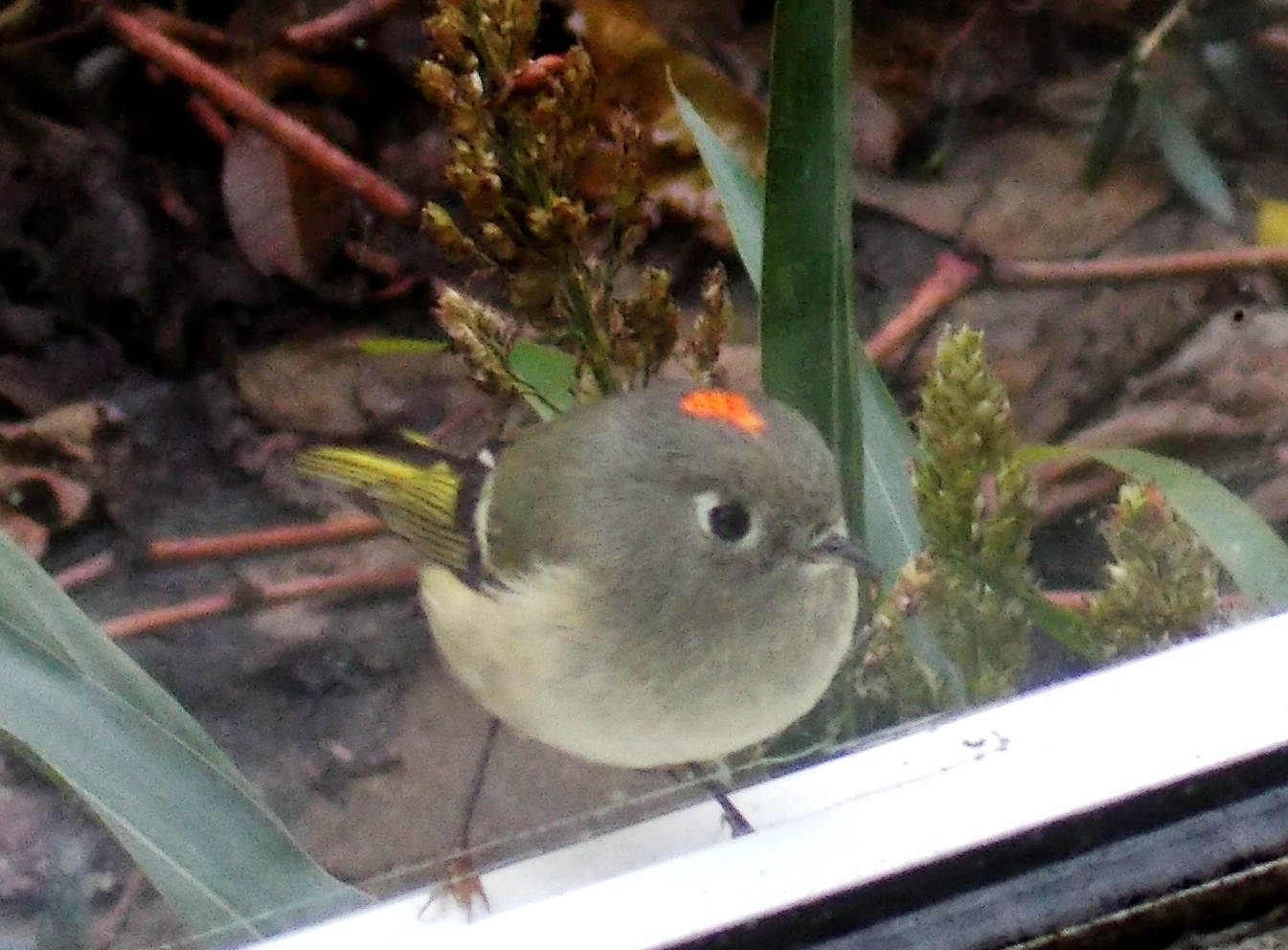 Ruby-crowned Kinglet: An Inquisitive Winter Visitor