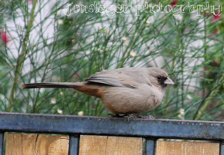 Northern Illinois Birder: Abert's Towhee at the Arizona Botanical Gardens