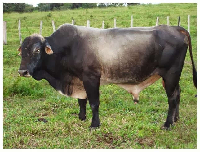 Generalidades de la Ganadería Bovina.: Pardo Suizo