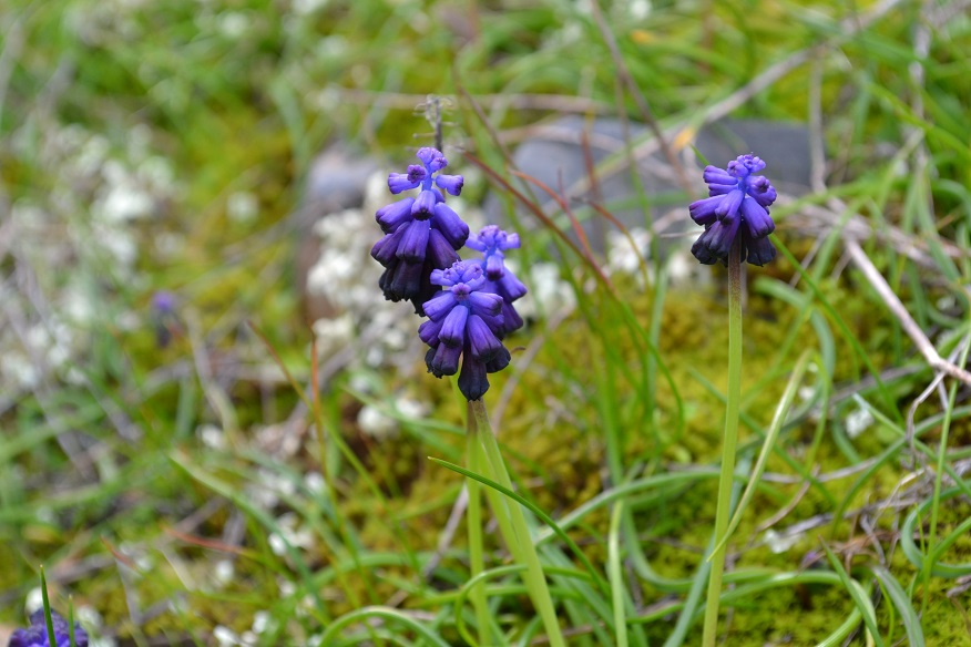 Η χλωρίδα μας: Muscari commutatum