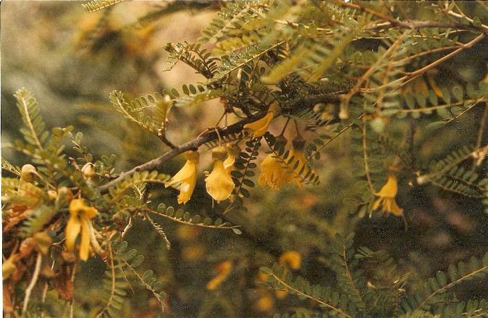 especies chilenas: Flora y Fauna extinta en Chile en tiempos históricos