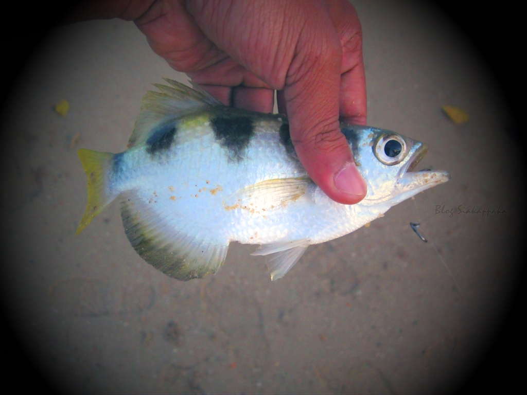 Ikan Sumpit | Siakappaka