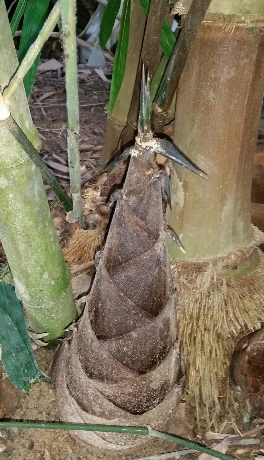 Warisan Petani: Pokok Buluh 2 : Buluh Batu