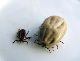 Jinete y Caballo: EHRLICHIOSIS EQUINA