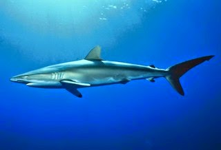 Animals of the world: Pondicherry shark