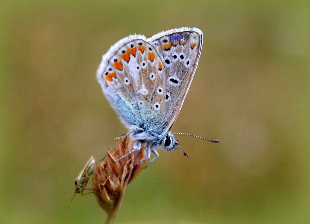 A life at the shoreline. .. by Jeff Copner : Common Blue Butterfly