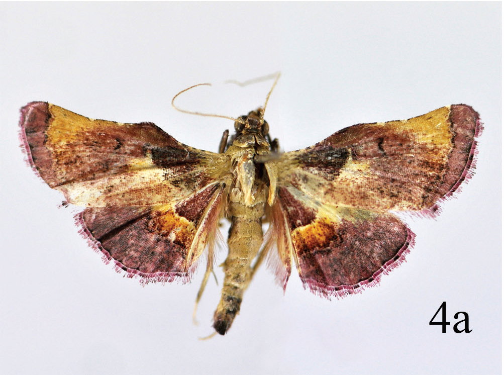 Sciency Thoughts: Five new species of Snout Moth from China.