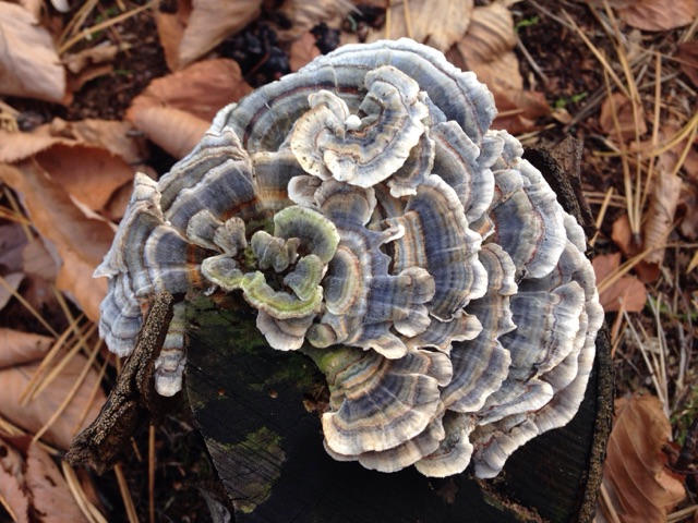 The Botanical Hiker: Trailing Turkey Tail