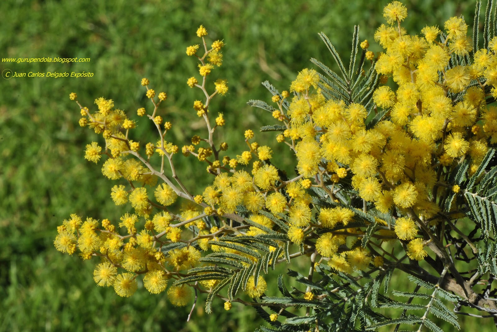 gurupendola: MIMOSA (Acacia dealbata)