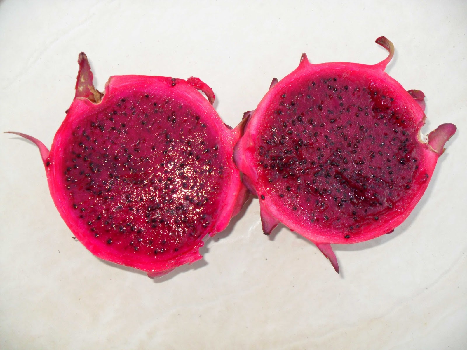 pitaias - mudas e frutos