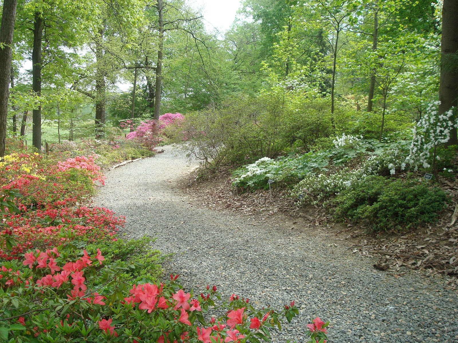 Love, Joy and Peas: Azalea Walk Photos