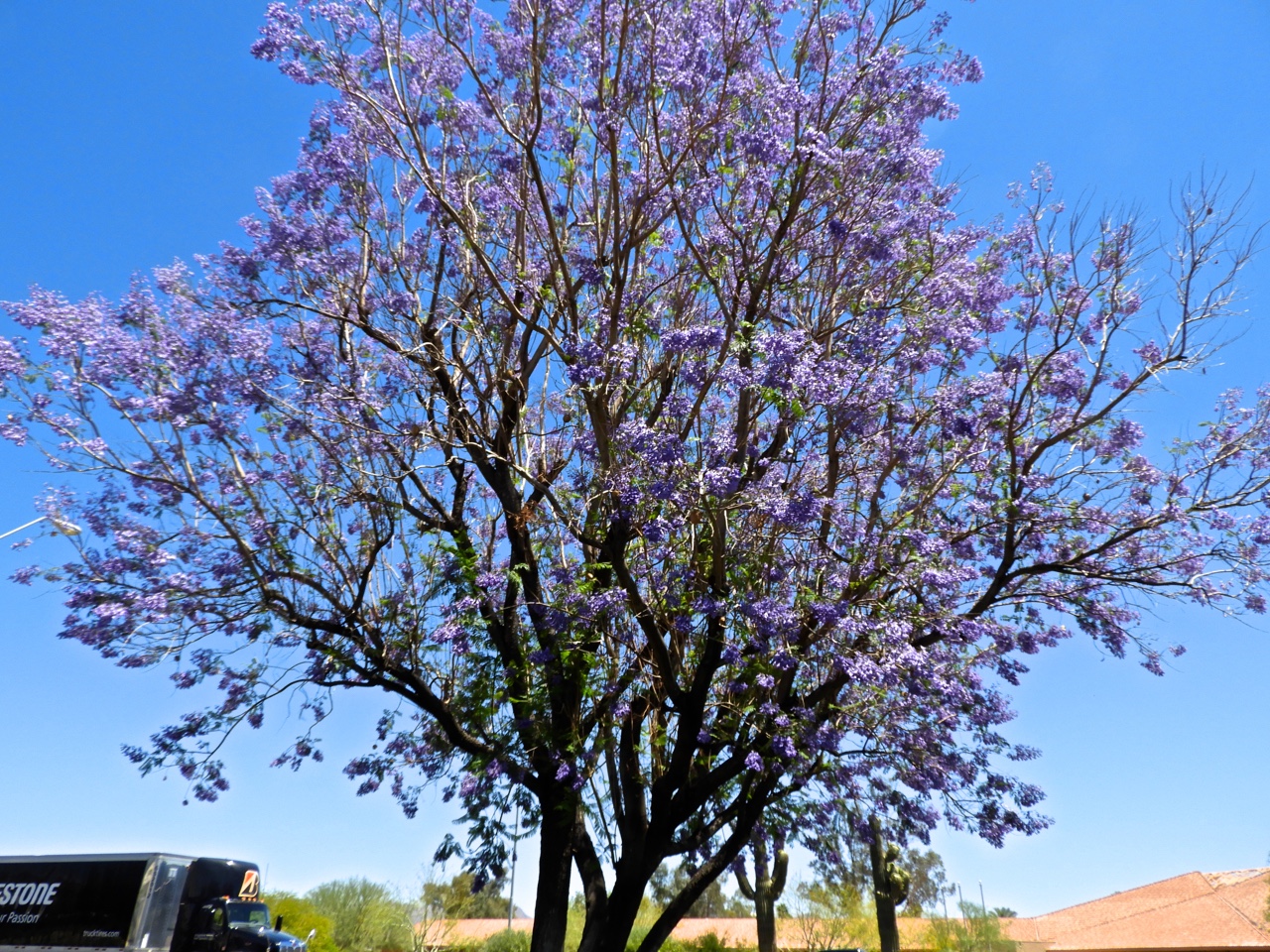 Phoenix Daily Photo: Jacarandas