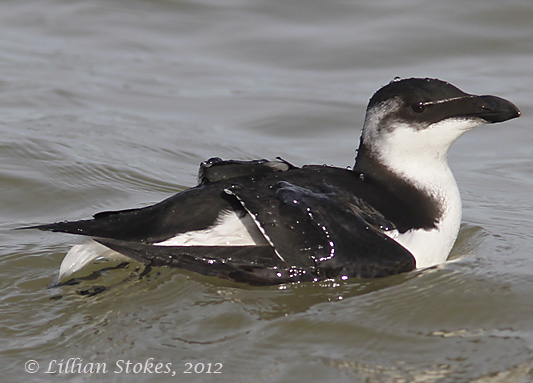 Birding Is Fun!: Flying Penguins, Dead Razorbills and the Big Birding ...
