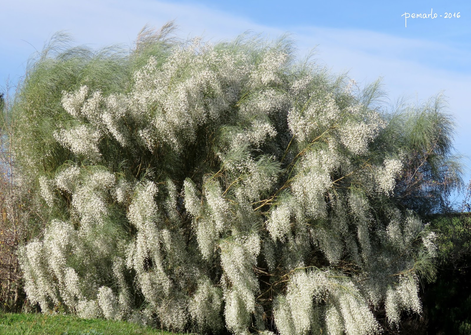 Plantas de Murcia: RETAMA MONOSPERMA (Retama blanca) EN TOTANA Y EN ...