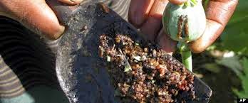 .: Mengenal Opium. Apa itu opium?