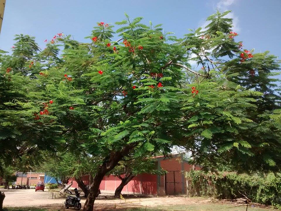 ACACIA ROJA, ACACIA DE GIRARDOT, FLOR DE FUEGO.