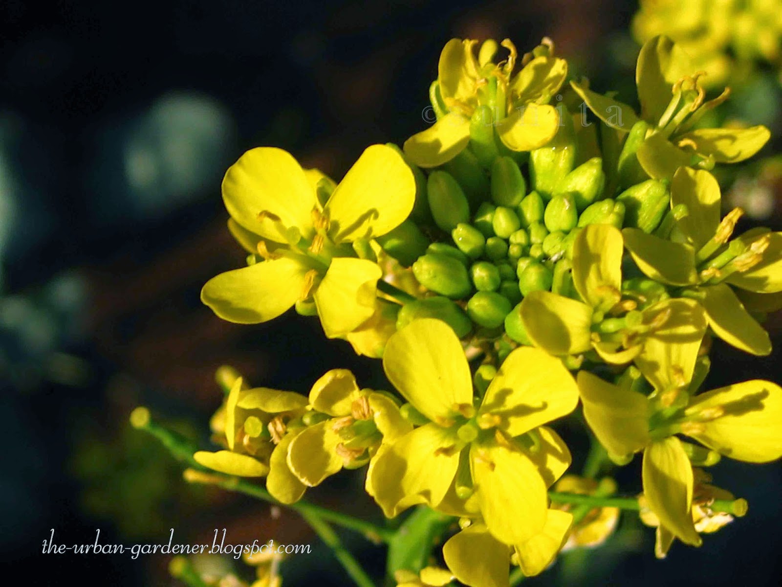 The Urban Gardener: 2014