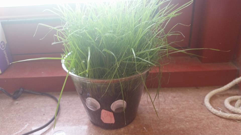 Growing a STEM Classroom: Growing Grass Heads - Monthly STEM Challenge