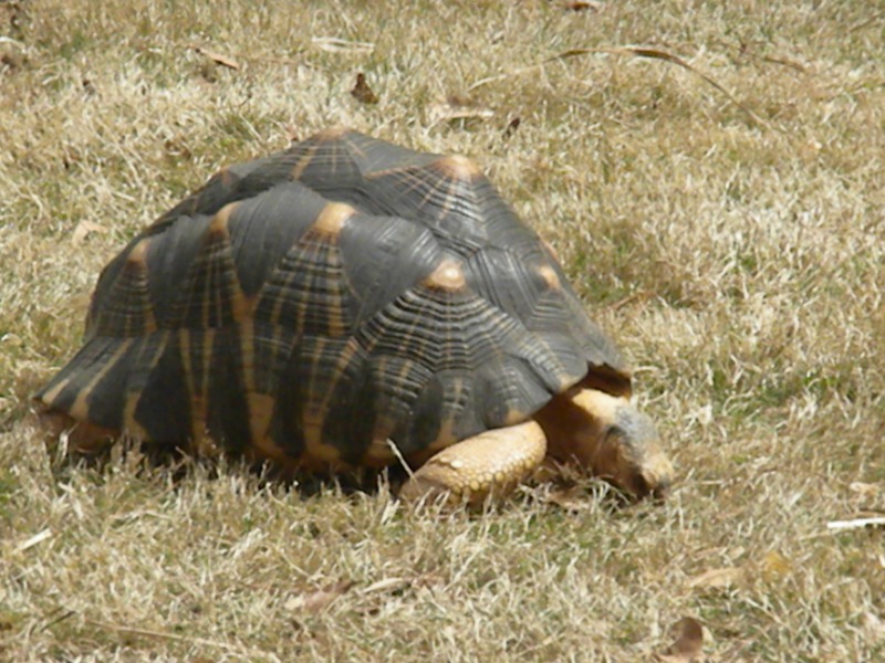 The Zoo Review: Species Fact Profile: Radiated Tortoise (Astrochelys ...