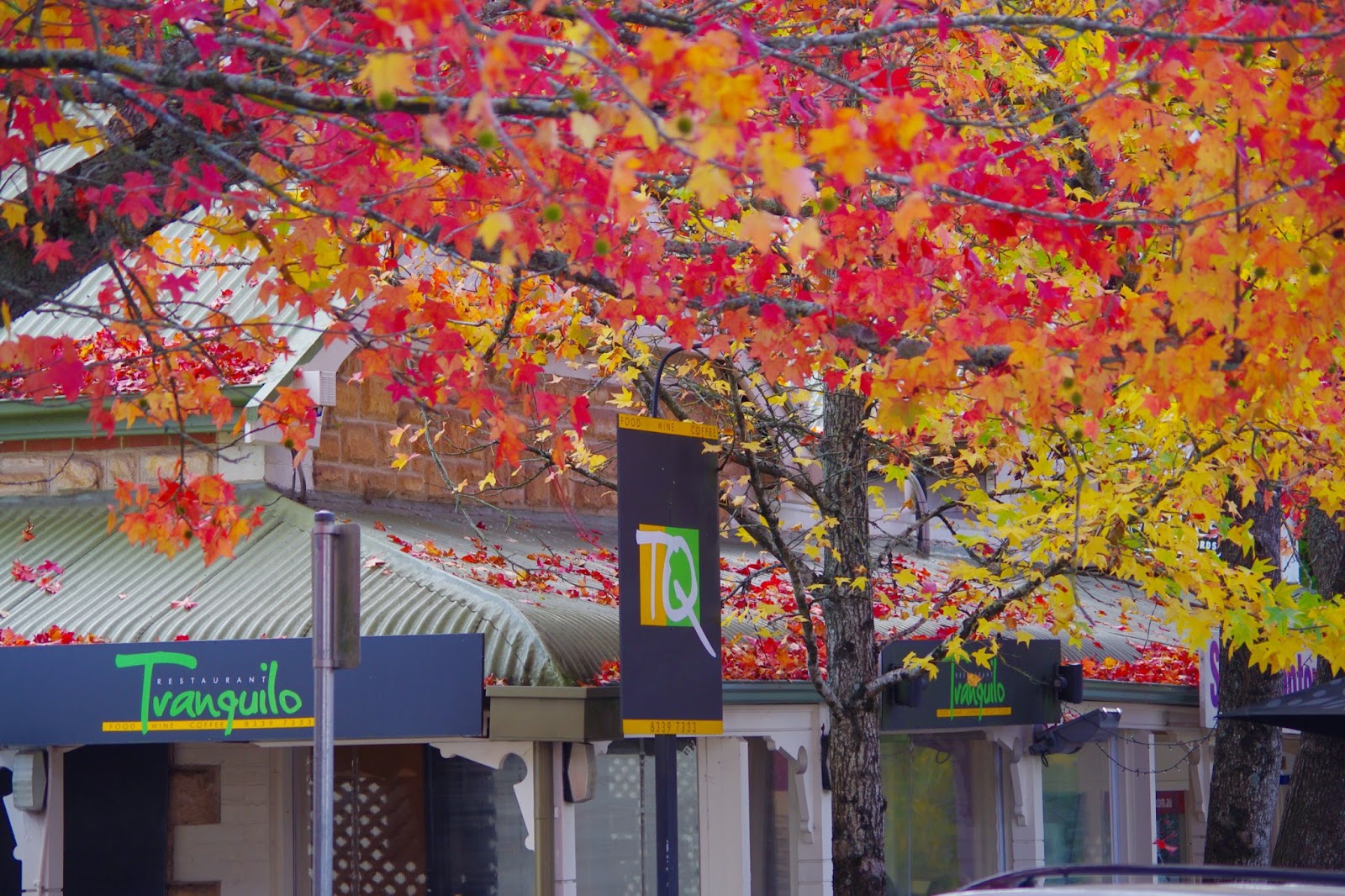 Geoff Thompsons Blog: Autumn in the Adelaide Hills