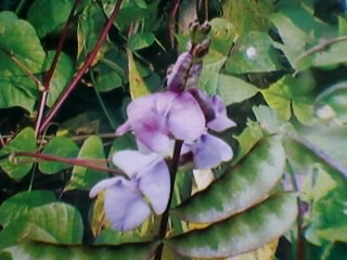 MAIN FEATURES OF OLERICULTURE: CLASSIFICATION OF VEGETABLES