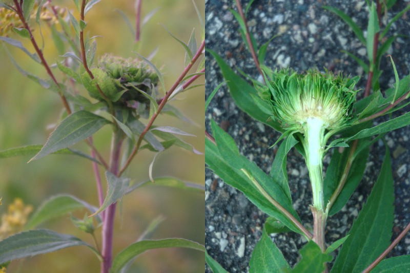 Goldenrod flower gall.