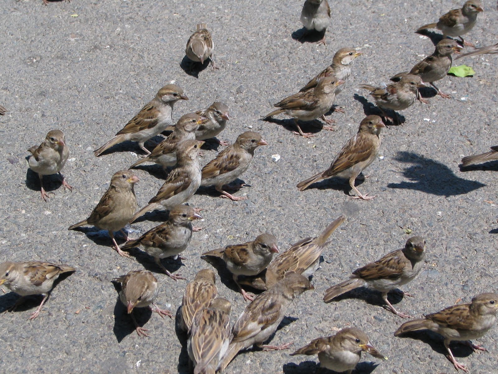 LA MULTI ANI, ROMANIA!: Vrabiute