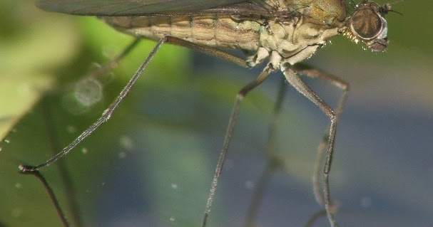 Variety of Life: Empididae