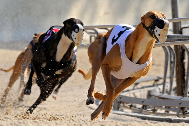 Everfast Greyhound Race Coats: Greyhound Racing - What Do The Colors of ...