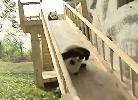 This is the cutest thing ever: Pandas sliding down a slide (Yeah, it's ...