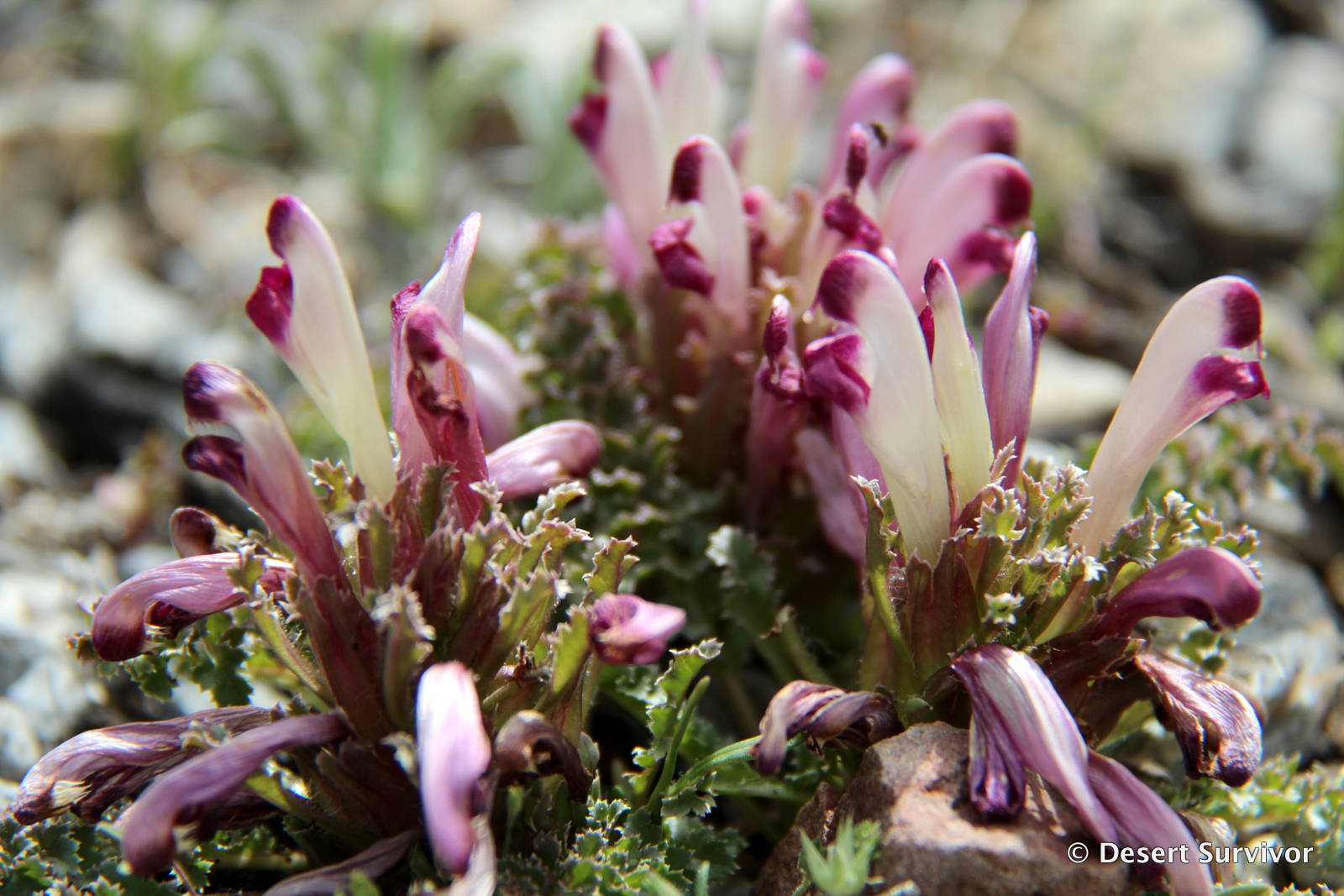 Desert Survivor: Spring Wildflowers in Pole Canyon, Great Basin ...