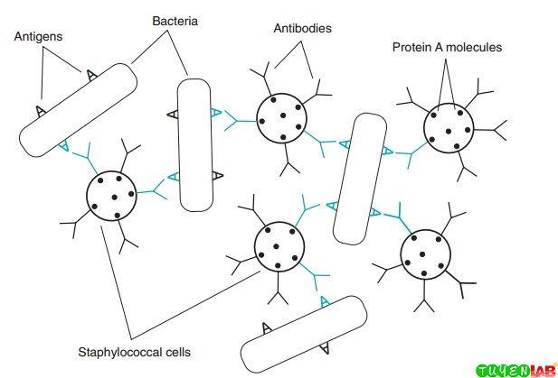 [Microbiology] Atlas about Immunodiagnosis of Infectious Diseases ...