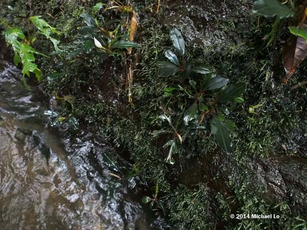 The rainforests of Borneo & Southeast Asia: Bucephalandra bogneri from ...