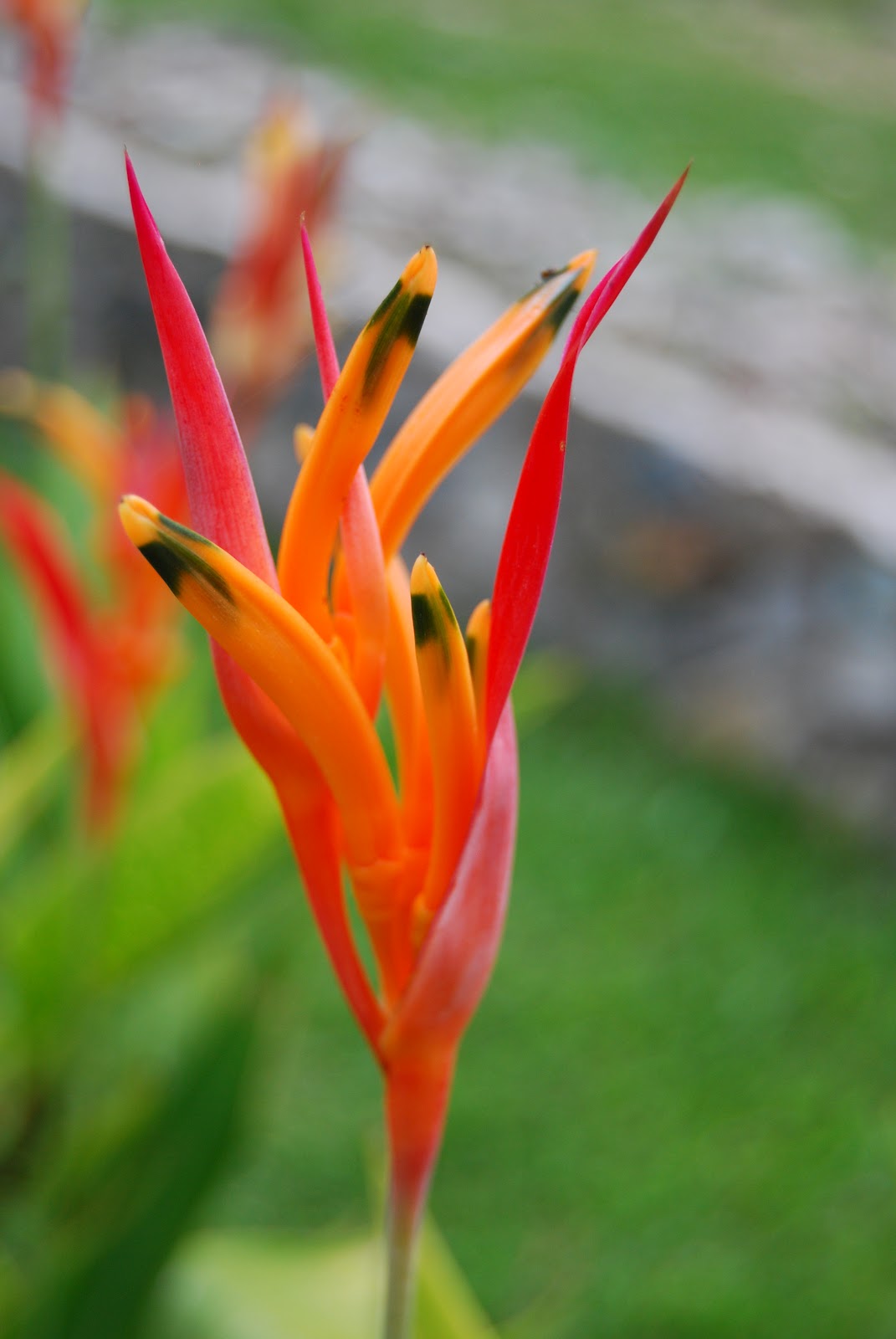 ECOSISTEMAS DE COSTA RICA: PARQUE NACIONAL CHIRRIPÓ
