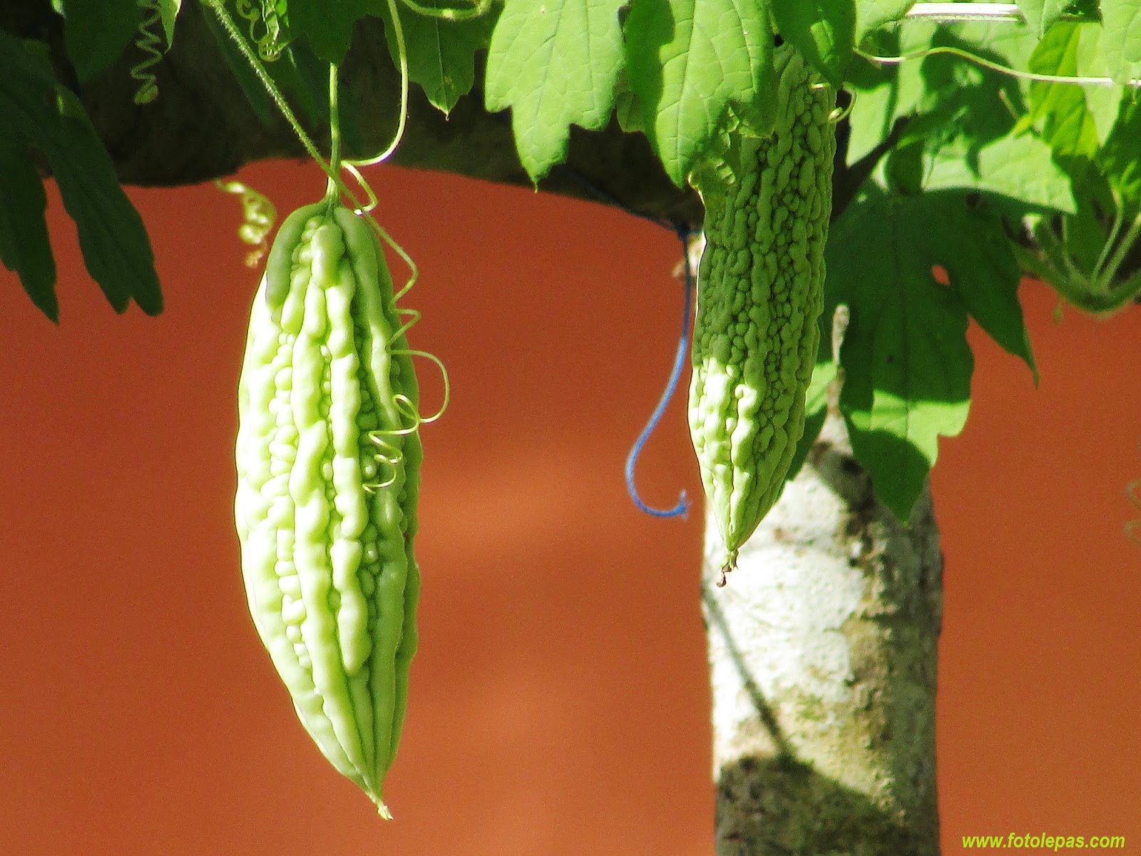 Foto Buah Paria, Si Pahit Kaya Khasiat - Foto Lepas