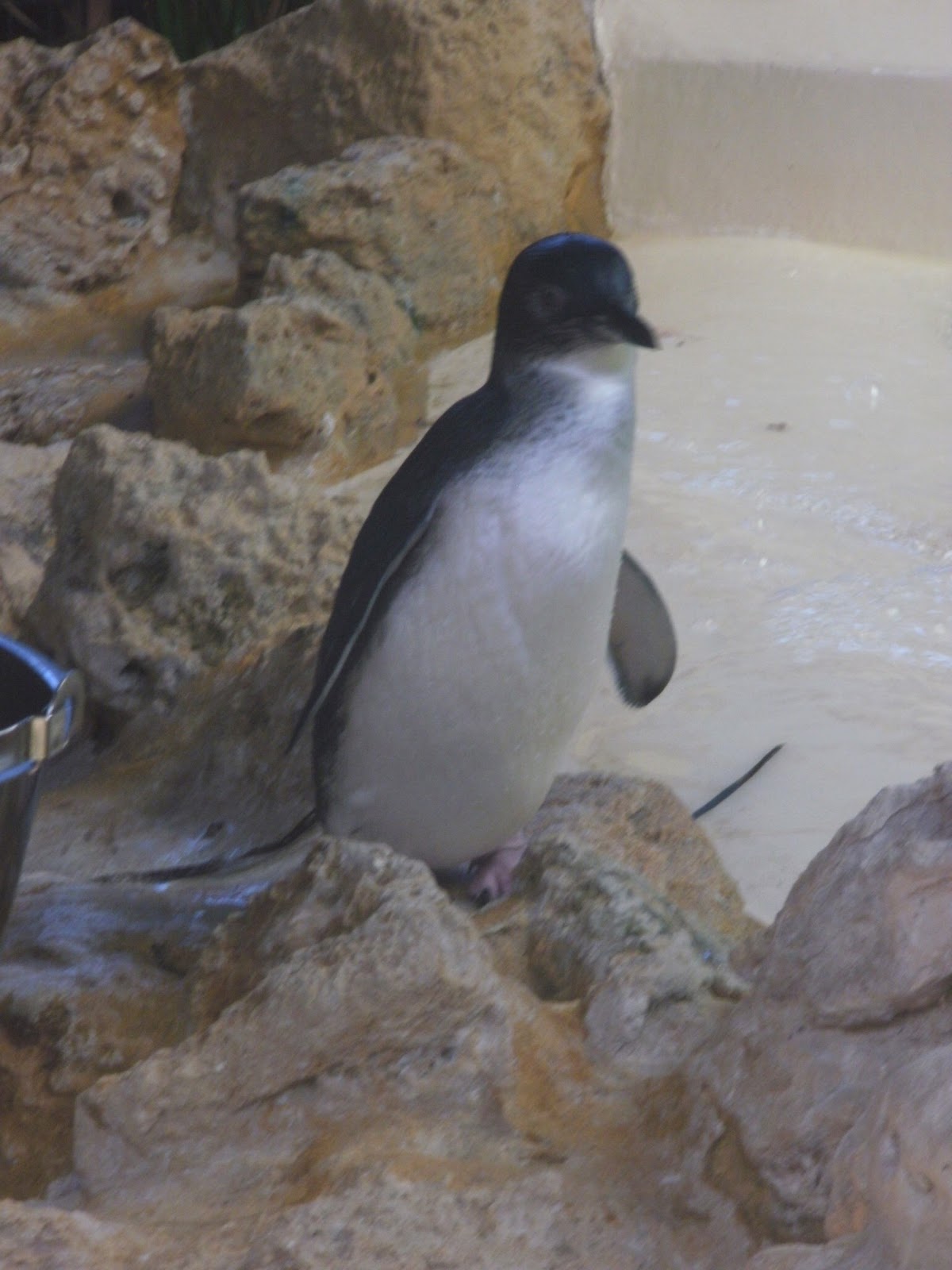 No direction home ... a complete unknown ... like a rolling luggager ...