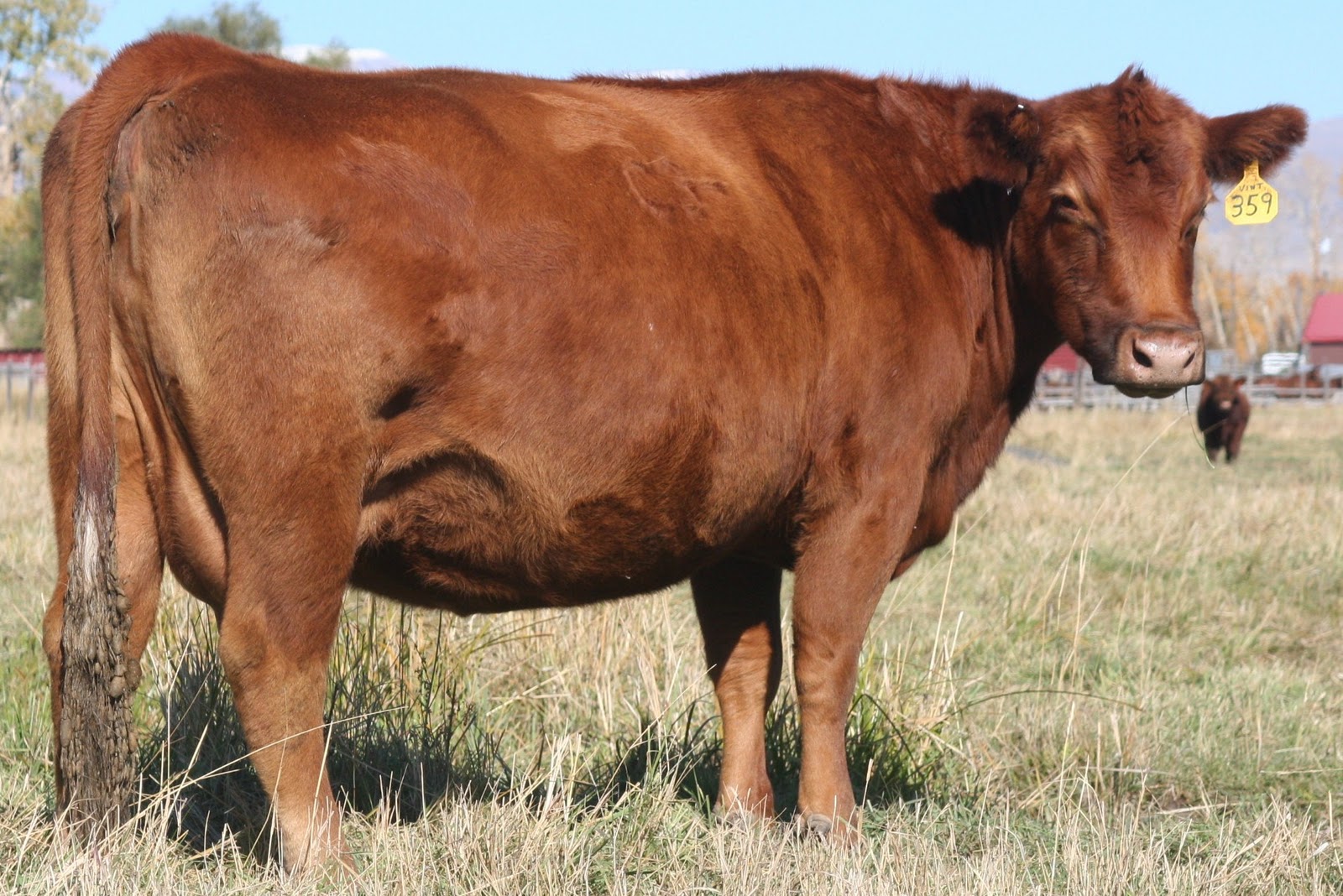 -C Bar C Ranch -C: Big Hole River Red Angus