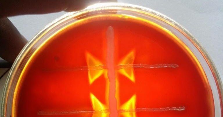 CAMP TEST - Microbiology Lab Notes