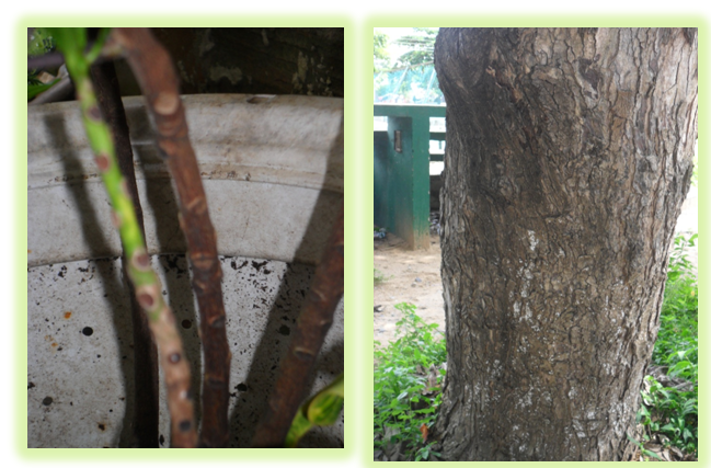 BIOLOGÍA GENERAL: TALLOS