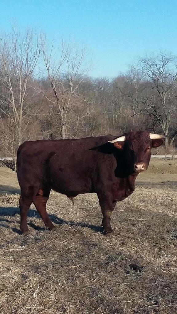 The Farmer's Pitchfork: The Red Devon Cattle Breed
