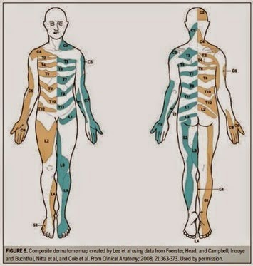 Dermátomos Dos Membros Inferiores